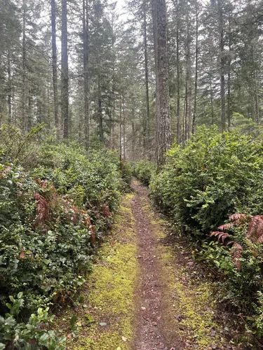 10 Best Trails and Hikes in Gig Harbor | AllTrails