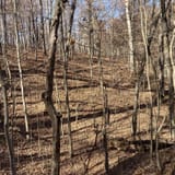 Berryman and Ozark Trail Loop, Missouri - 271 Reviews, Map | AllTrails