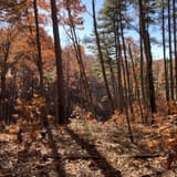 Berryman and Ozark Trail Loop, Missouri - 288 Reviews, Map | AllTrails