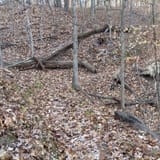 Berryman and Ozark Trail Loop, Missouri - 271 Reviews, Map | AllTrails