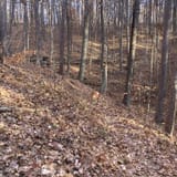 Berryman and Ozark Trail Loop, Missouri - 271 Reviews, Map | AllTrails