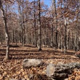 Berryman and Ozark Trail Loop, Missouri - 277 Reviews, Map | AllTrails