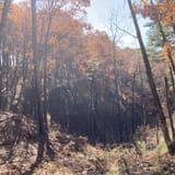 Berryman and Ozark Trail Loop, Missouri - 277 Reviews, Map | AllTrails