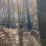 Berryman and Ozark Trail Loop, Missouri - 288 Reviews, Map | AllTrails