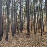 Berryman and Ozark Trail Loop, Missouri - 288 Reviews, Map | AllTrails