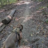Stringers Ridge via Blue Trail, Tennessee - 1,730 Reviews, Map | AllTrails