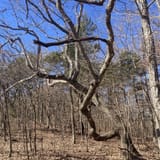 Bootleg Access Trail, Missouri - 72 Reviews, Map | AllTrails