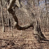 Bootleg Access Trail, Missouri - 72 Reviews, Map | AllTrails