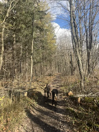 Best Hikes and Trails in Len Gertler Memorial Loree Forest | AllTrails