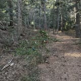 Chamberlain, South Cañon, and Lower Chamberlain Trail, Colorado - 179 ...