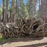 Congress Trail, California - 2,699 Reviews, Map | AllTrails