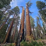 Congress Trail, California - 2,699 Reviews, Map | AllTrails