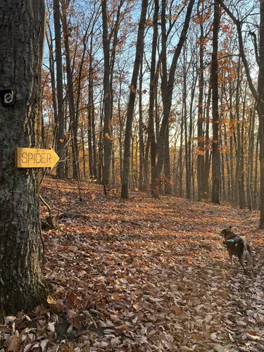 Best Hikes and Trails in Observatory Hill Trail System | AllTrails