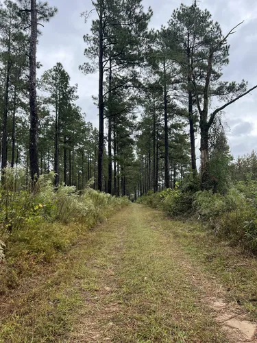 Best Hikes and Trails in Audubon's Silver Bluff Center and Sanctuary ...