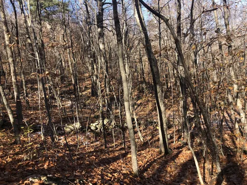 Best Hikes and Trails in Alton Town Forest | AllTrails