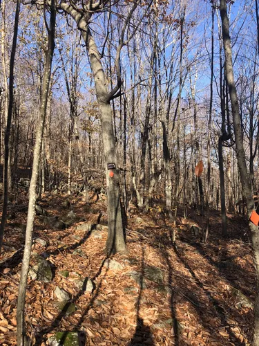 Best Hikes and Trails in Alton Town Forest | AllTrails