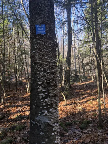 Best Hikes and Trails in Alton Town Forest | AllTrails