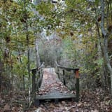 Torreya Challenge, Florida - 234 Reviews, Map | AllTrails