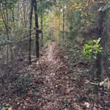 Torreya Challenge, Florida - 234 Reviews, Map | AllTrails