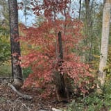 Torreya Challenge, Florida - 234 Reviews, Map | AllTrails