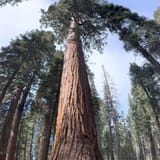 General Sherman Tree Trail, California - 2,623 Reviews, Map | AllTrails