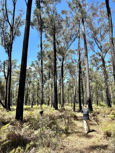 Best Easy Trails in Nowa Nowa | AllTrails