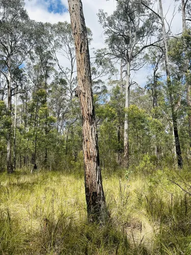 Best Easy Trails in Nowa Nowa | AllTrails