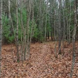 Shingle Mill Pathway, Michigan - 255 Reviews, Map | AllTrails