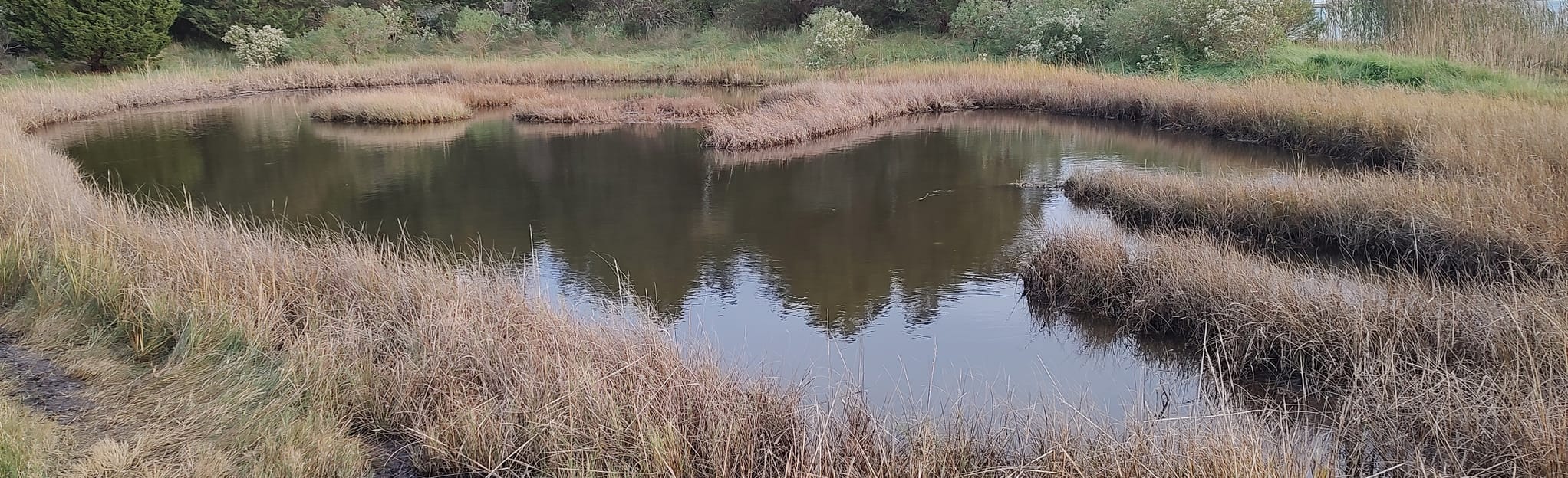 Nauset Marsh and Buttonbush Trail , Massachusetts - 306 Reviews, Map ...