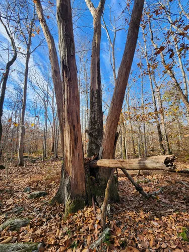 2023 Best Forest Trails in Wood River Junction | AllTrails