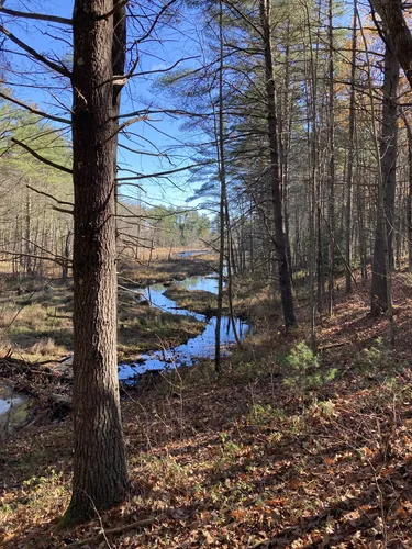 Best Hikes and Trails in Manchester Cedar Swamp Preserve | AllTrails