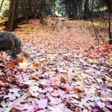 Bear Wallow Spring, Arizona - 394 Reviews, Map | AllTrails