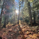 Bear Wallow Spring, Arizona - 394 Reviews, Map | AllTrails