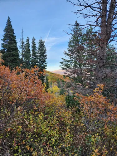 Best Mountain Biking Trails in Summit Park Open Space | AllTrails