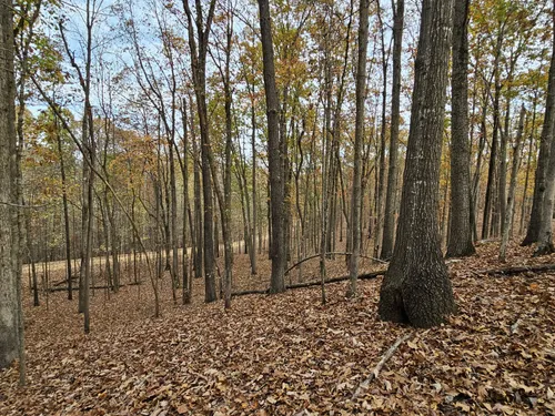 Best Forest Trails in Cherokee | AllTrails