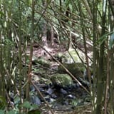 Judd Trail, Oahu, Hawaii - 2,393 Reviews, Map | AllTrails