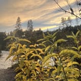 Dave Moore Nature Trail, California - 391 Reviews, Map | AllTrails