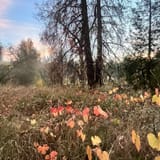 Dave Moore Nature Trail, California - 391 Reviews, Map | AllTrails