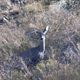 Rogers Canyon Trail via Reavis Ranch Trail, Arizona - 324 Reviews, Map ...