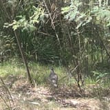 Gresswell Forest Loop, Victoria, Australia - 309 Reviews, Map | AllTrails