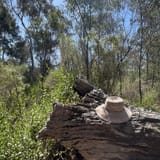 Gresswell Forest Loop, Victoria, Australia - 309 Reviews, Map | AllTrails