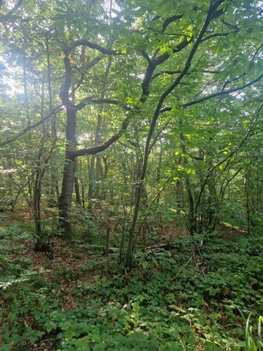 Best Hikes and Trails in Blean Woods Nature Reserve | AllTrails