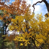 Rincon Peak Trail, Arizona - 166 Reviews, Map | AllTrails