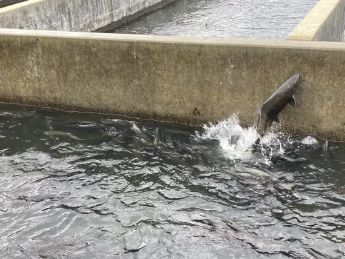 Best Hikes and Trails in Nimbus Fish Hatchery | AllTrails