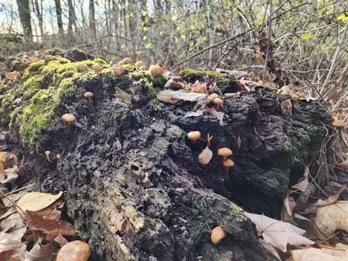 Best Hikes and Trails in Myre-Big Island State Park | AllTrails