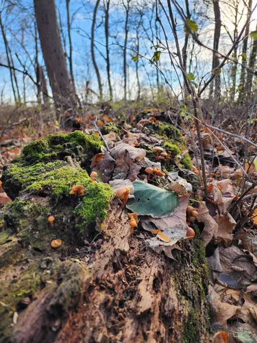 Best Hikes and Trails in Myre-Big Island State Park | AllTrails