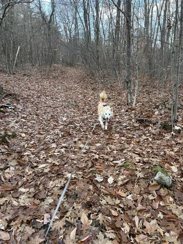 Best Hikes and Trails in Alton Town Forest | AllTrails