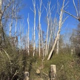 King Benson Preserve Trail, Rhode Island - 597 Reviews, Map | AllTrails