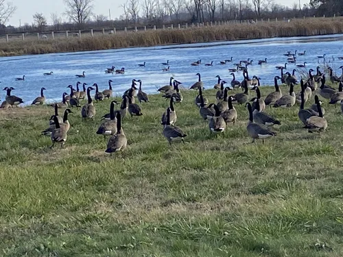 Best Hikes and Trails in Howard Marsh Metropark | AllTrails