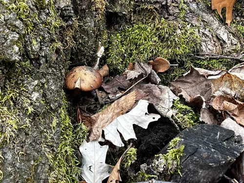 Best Forest Trails in Rochert | AllTrails